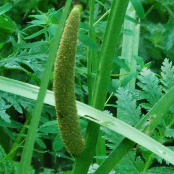 Kalmoes - Stichting Botanische Tuin Dr. Costerus