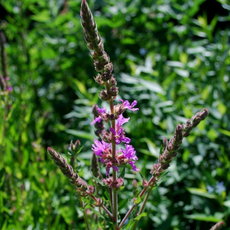 Gewone Kattenstaart - Stichting Botanische Tuin Dr. Costerus