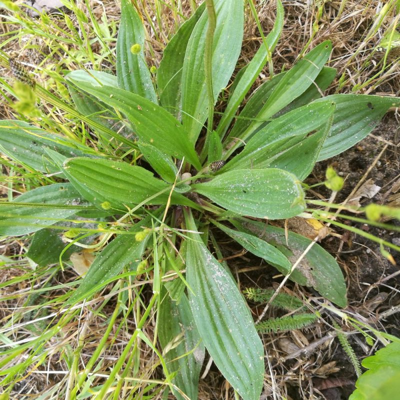 Smalle Weegbree - Stichting Botanische Tuin Dr. Costerus